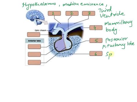 Solved Art Labeling Activity Cerebellum Midsagittal Section Cadaver