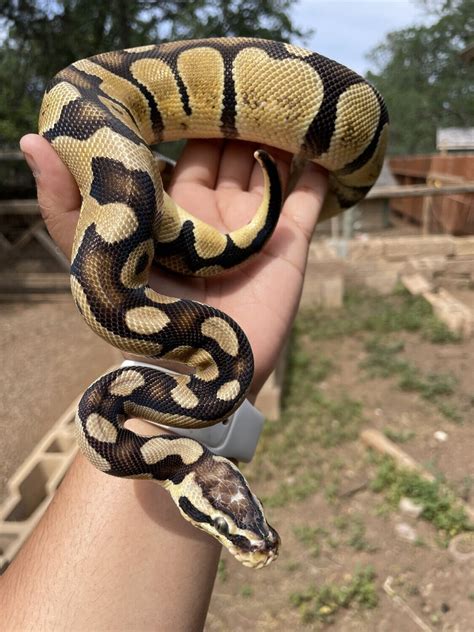 Phantom Pastel Scaleless Head Poss Trick Ball Python MALE