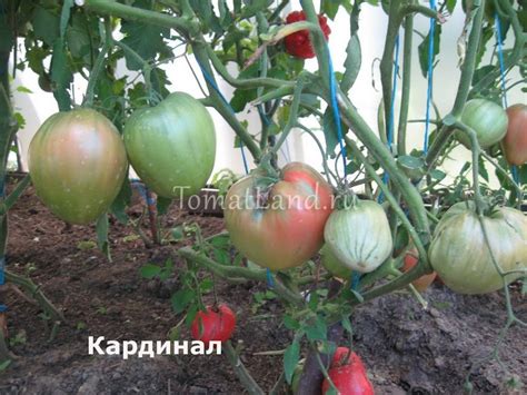 Томат Кардинал: описание сорта, ОТЗЫВЫ (23), фото