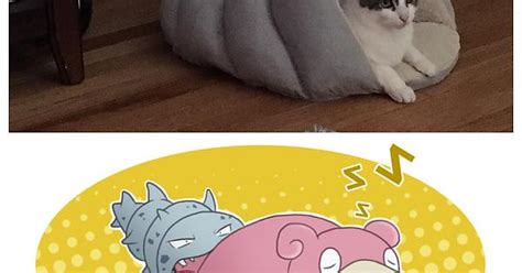 My Slowpoke Evolved Album On Imgur