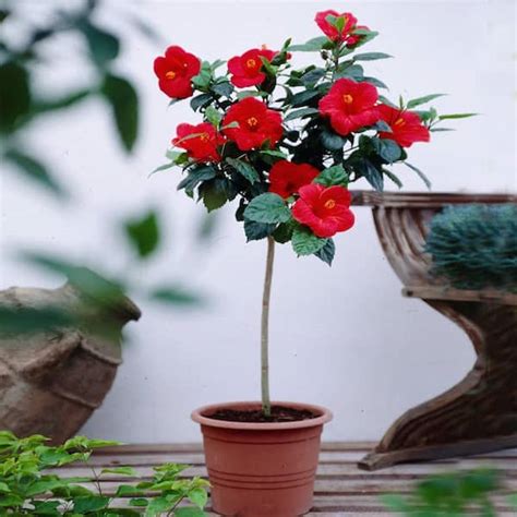 Red Hibiscus Flower Tree