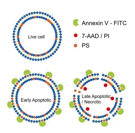 层浪流式笔记——细胞凋亡 应用案例 北京层浪生物科技有限公司