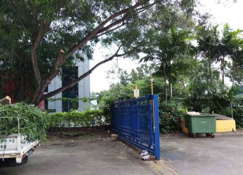 Tree Cutting Services Singapore By Green Garden Group