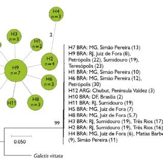 Maximum Likelihood ML Right Topology And Median Joining MJ Left Download Scientific