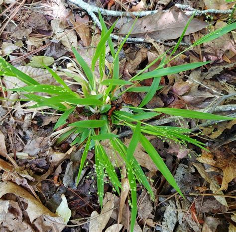 Open Flower Witchgrass From Dekalb County Ga Usa On April 18 2024 At 1216 Pm By Pilgrim123