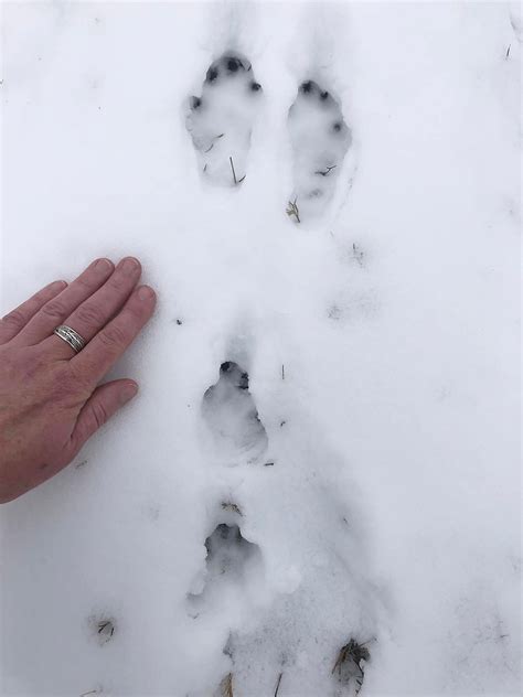 Snowshoe Hare Footprint At Sherry Goodson Blog