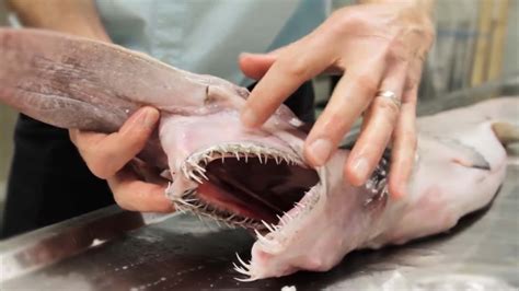 Download Goblin Shark Sharp Teeth Picture