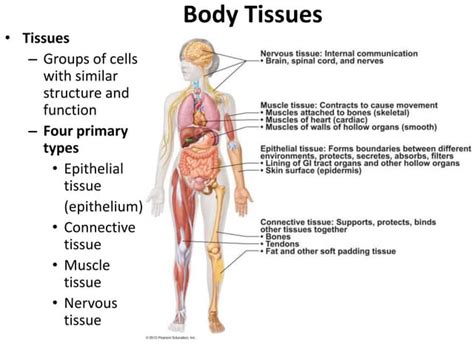 Nb Ch 3 Tissues Pptx