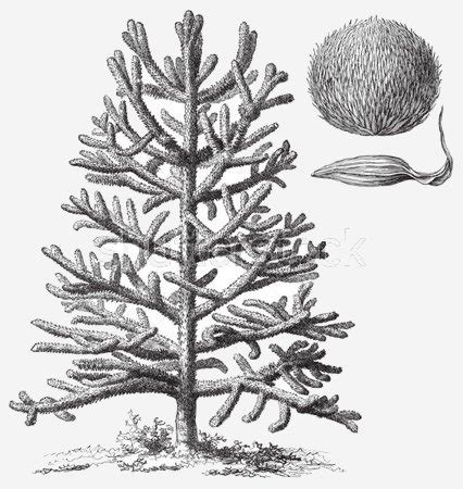 The Devil And The Monkey Puzzle Tree