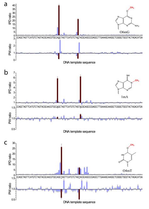 Kinetic Effects Of Products Of Alkylation Dna Damage In Smrt