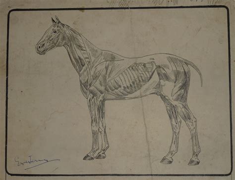 Gerard Westermann Gerard Westermann Tekening Paard Handgesigneerd