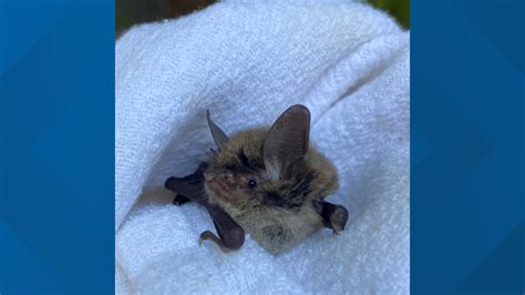 Tiny Bats Provide Glimmer Of Hope Against A Fungus That Threatened Entire Species