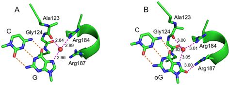 Structures Of The Gc Pair In The Ecori Recognition Site From Molecular Download Scientific