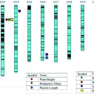 Genetic Linkage Map Using 6209 SNP Markers Based On The BC 1 F 2