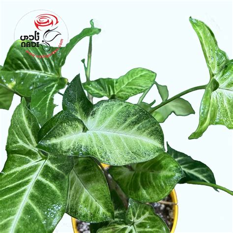 قیمت گیاه سینگونیوم نادی گاردن