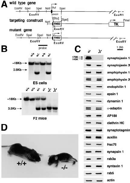 Generation Of Synaptojanin 1 Knockout Mice A Schematic Representation