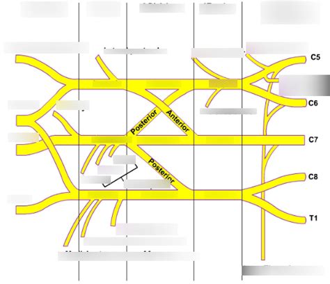 Brachial Plexus Drawing Diagram Quizlet
