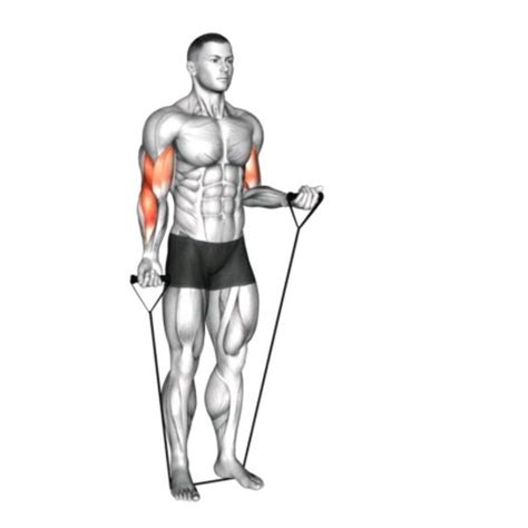 Resistance Band Bicep Curls By Richard Terry Jr Exercise How To Skimble