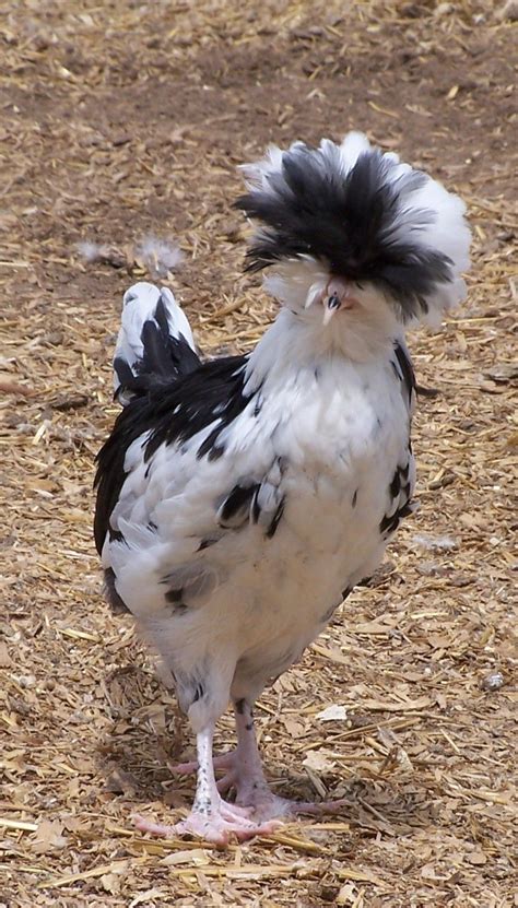 Houdan Chicken Eggs Height Size And Raising Tips Artofit
