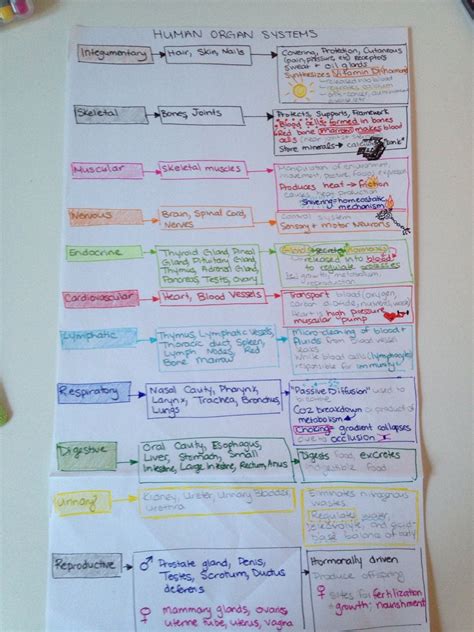 Concept Map Of The Human Organ Systems Done Pre Slp
