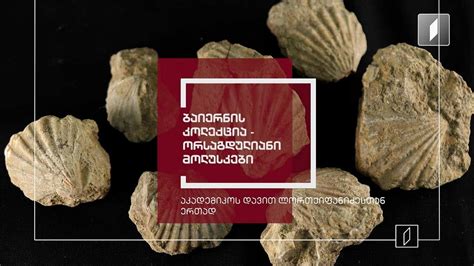 ბაიერნის კოლექცია ორსადგულიანი მოლუსკები ექსპონატით მოყოლილი საქართველოს ისტორია Youtube