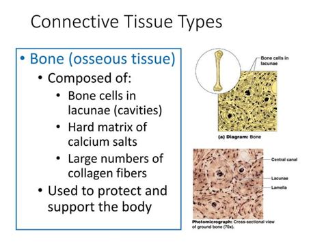 Levels Of Structural Complexity Of The Body Pptx
