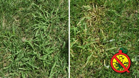 How To Control Nutgrass In Your Lawn Grass Pad