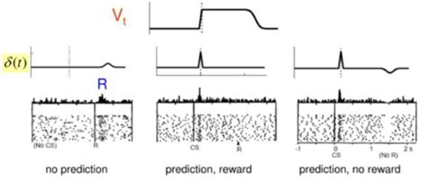 computational neuroscience flashcards quizlet
