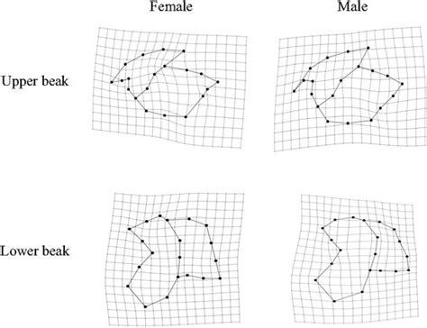 Ommastrephes Bartramii Thin Plate Spline Wireframe Deformation Grids