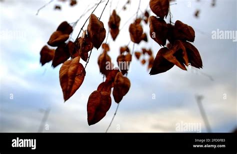 Bunch Of Dry Leaves Hanging From A Branch In An Almost Naked Tree In Mutilva Stock Video Footage