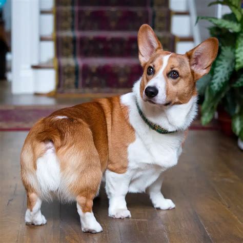 22 Common Dog Tail Types Unraveling The Diversity In Dog Breeds