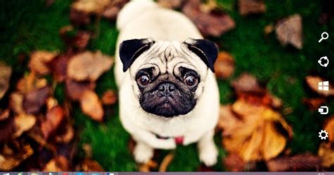 Pug Dog Theme For Windows 7 And 8 81 Ouo Themes