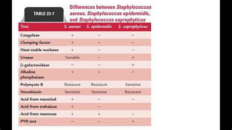 Staphylococcus Epidermidis Staphylococcus Saprophyticus Youtube