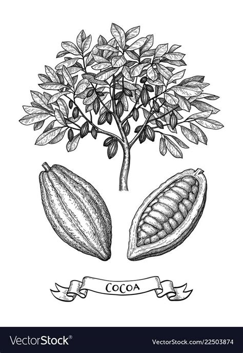Cocoa Set Tree And Pods Ink Sketch Isolated On White Background Hand Drawn Vector