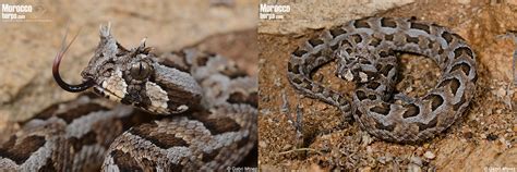The Phenotypic Variability Of The Genus Bitis Gray 1842 With Remarks In Its Resemblance To