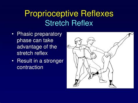 Ppt Chapter 4 The Neuromuscular Basis Of Human Motion Powerpoint