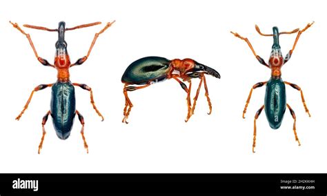 Sweetpotato Or Sweet Potato Weevil Cylas Formicarius Isolated On A