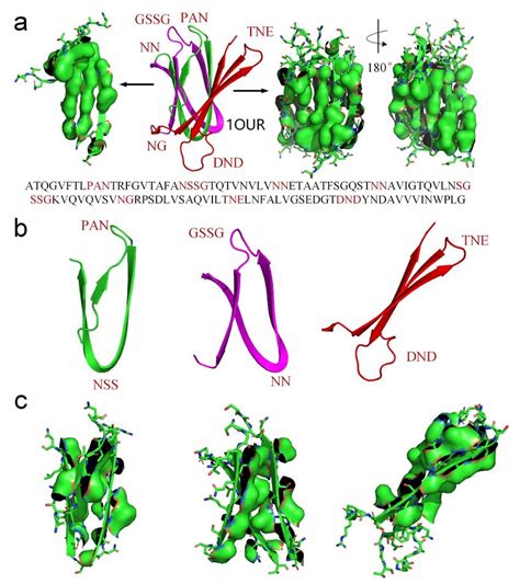 A Hydrophobic Surface Areas On The β Strands Of The Protein 1our