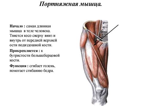 Мышцы нижней конечности презентация онлайн