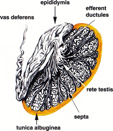 From The Archives Of The Afip Radiographics