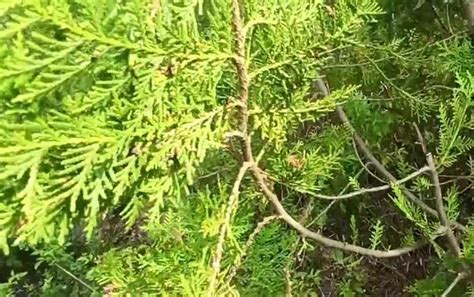 松树和柏树的区别 酷自然