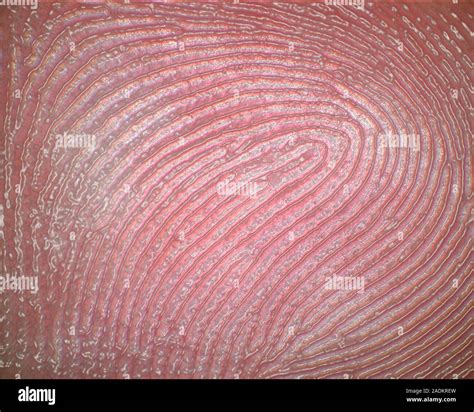 Fingerprint Computer Enhanced Close Up Of The Ridges Of Skin That Form
