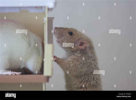Concealment Concept Play Hide And Seek Mouse Hid Mysterious Beast Gray Mouse White Rat Stock