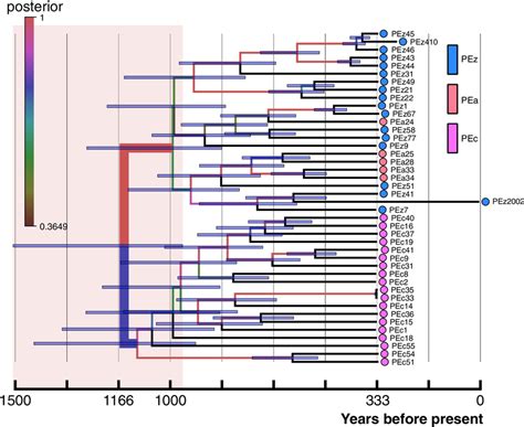 Chronogram Of The P Univalens Based On Bayesian Coalescent Analysis Of Download Scientific