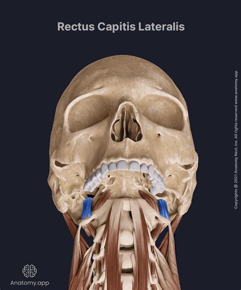 Rectus Capitis Lateralis Encyclopedia Anatomy App Learn Anatomy 3d Models Articles And