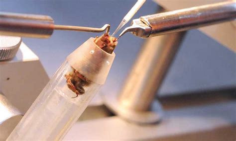 Breeding Better Bees Good Fruit Grower