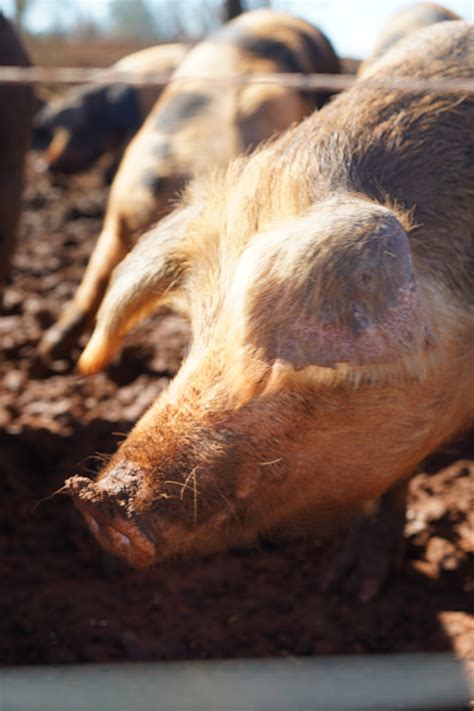 Hog Killing Weather Soon The Post Searchlight