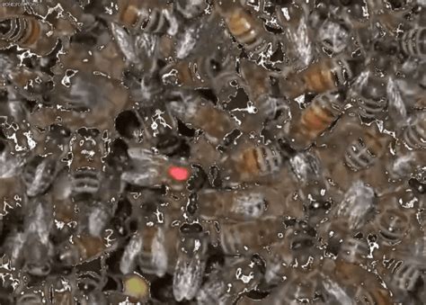 꿀벌도 ‘8자 춤 제때 배워야 유전만으론 한계” 확인