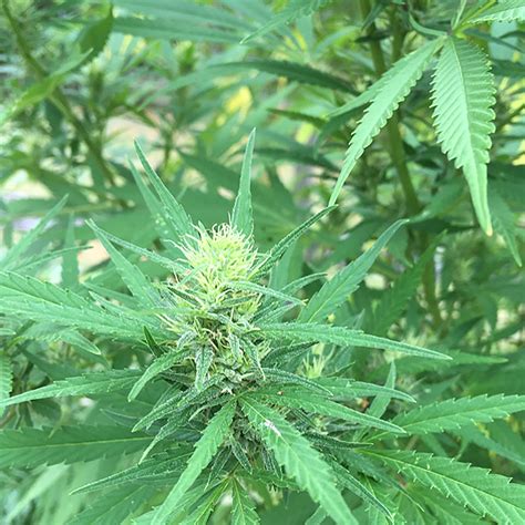 Fucking Incredible Feminized Seeds Pacific Seed Bank