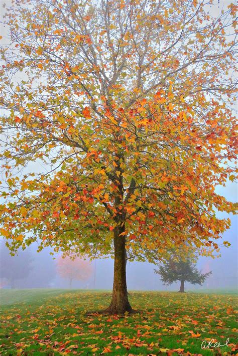 Foggy Tree Photography Prints For Sale Fine Art Prints By Aaron Reed
